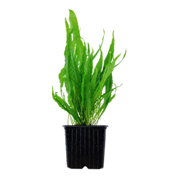 Akvarie planter i potte | Kvalitetsprodukter på nett
