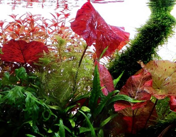 Akvarie planter i potte | Kvalitetsprodukter på nett