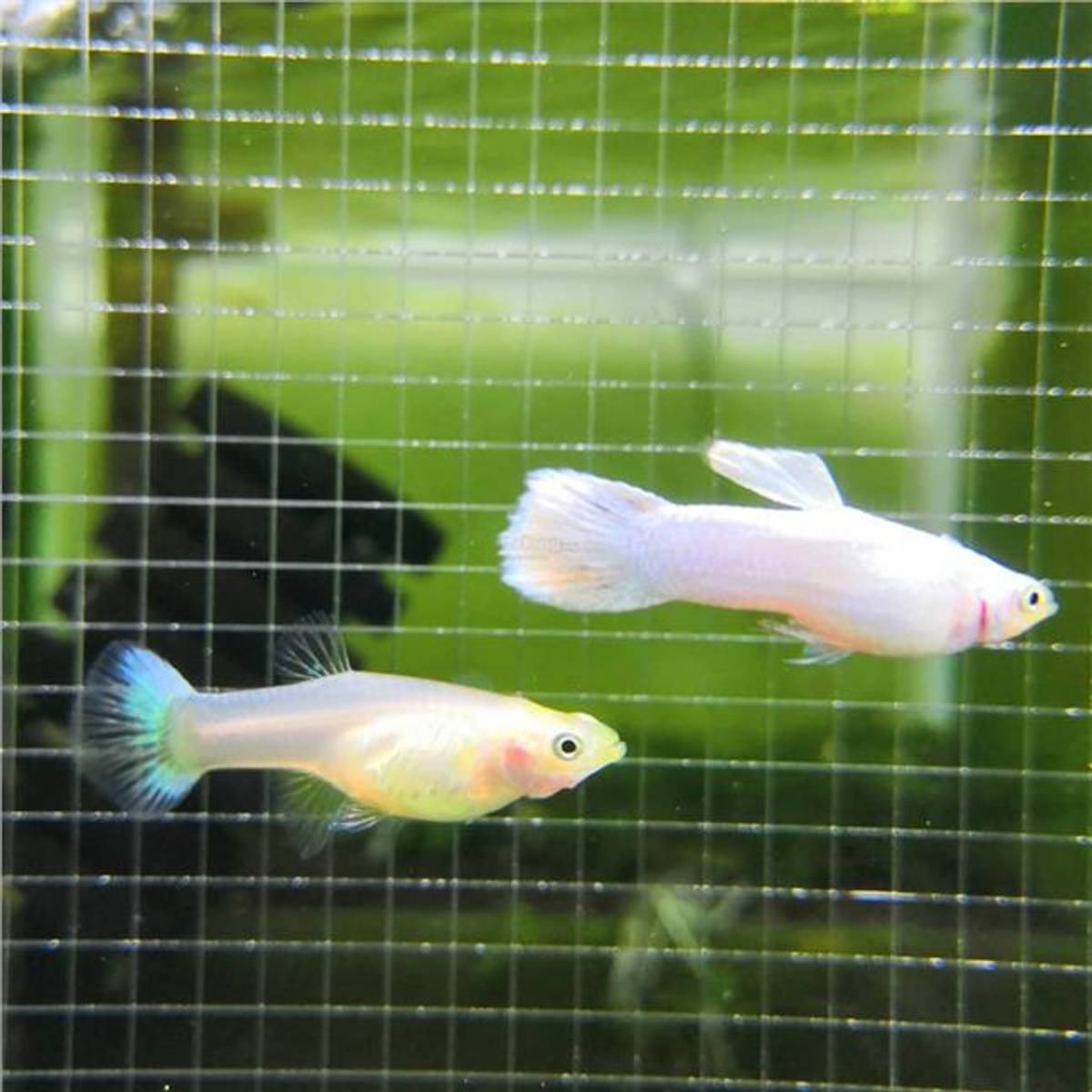 Guppy snow white Par - Akvarieboden