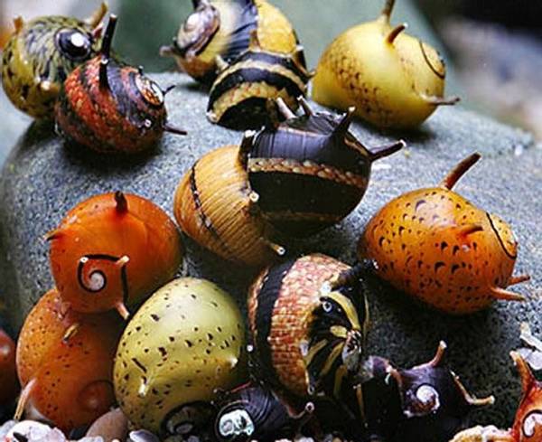 Krabber / Kreps / Snegler | Kvalitetsprodukter på nett